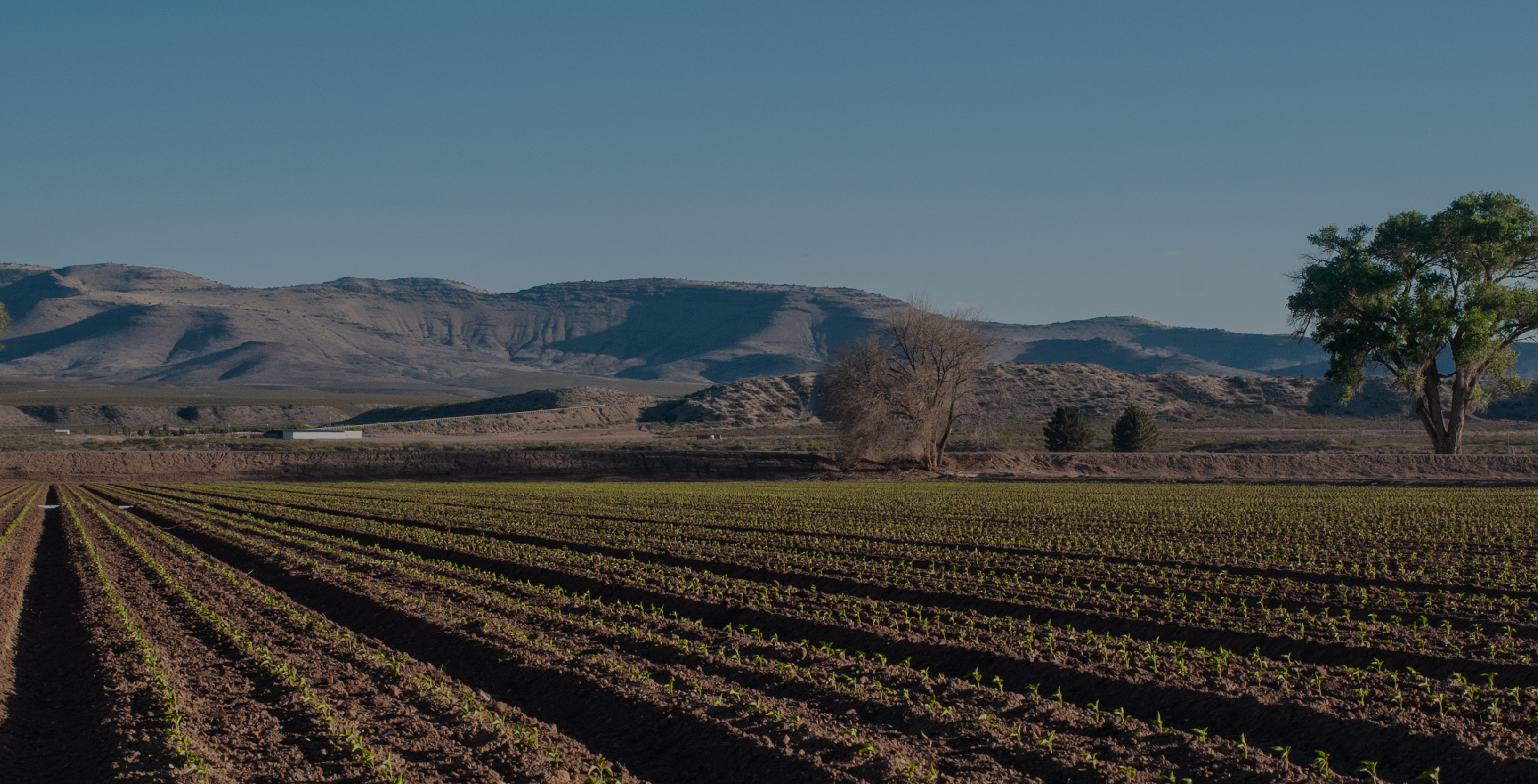 Custom Seed Blends | Curtis & Curtis Seed