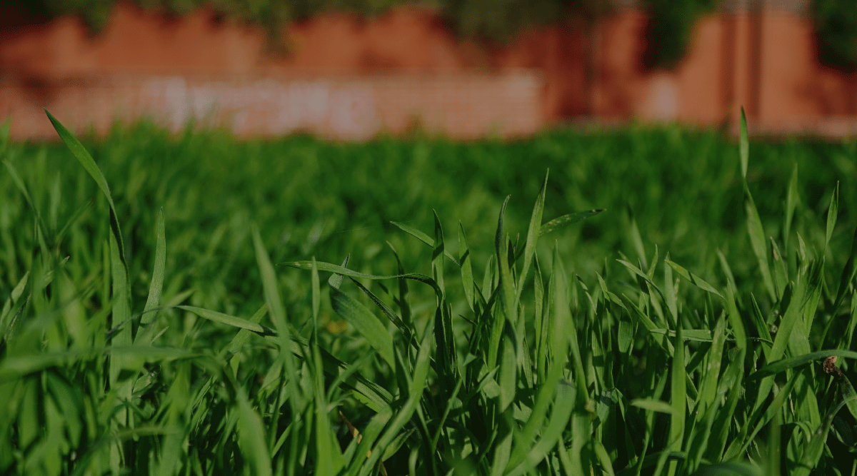 A Closer Look At Carbon Sequestration In Agriculture